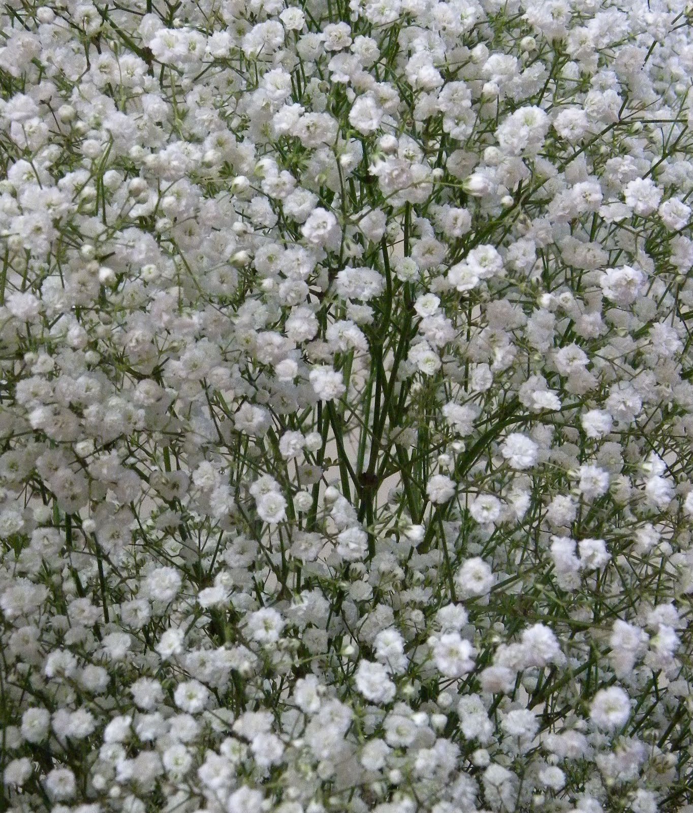 Wedding Flowers from Springwell: Weddings- Kimberly & Randall