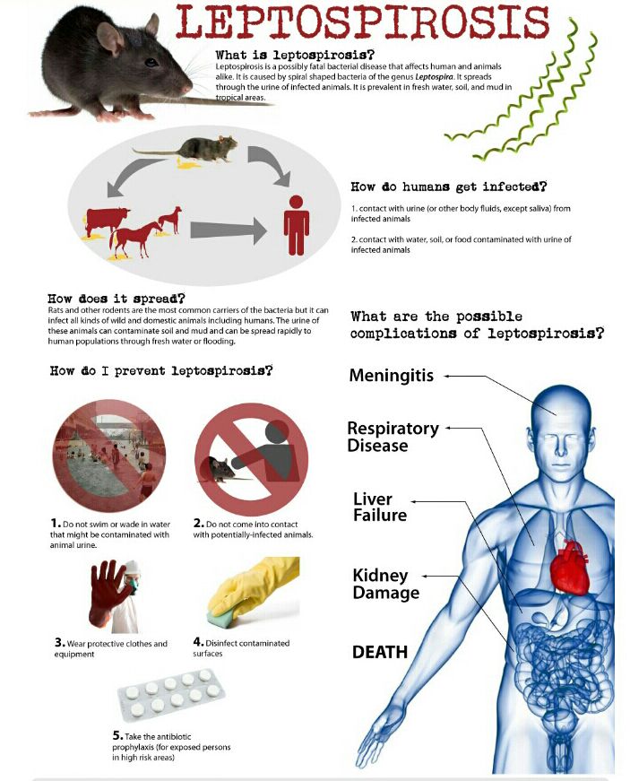 Menderita Leptospirosis?