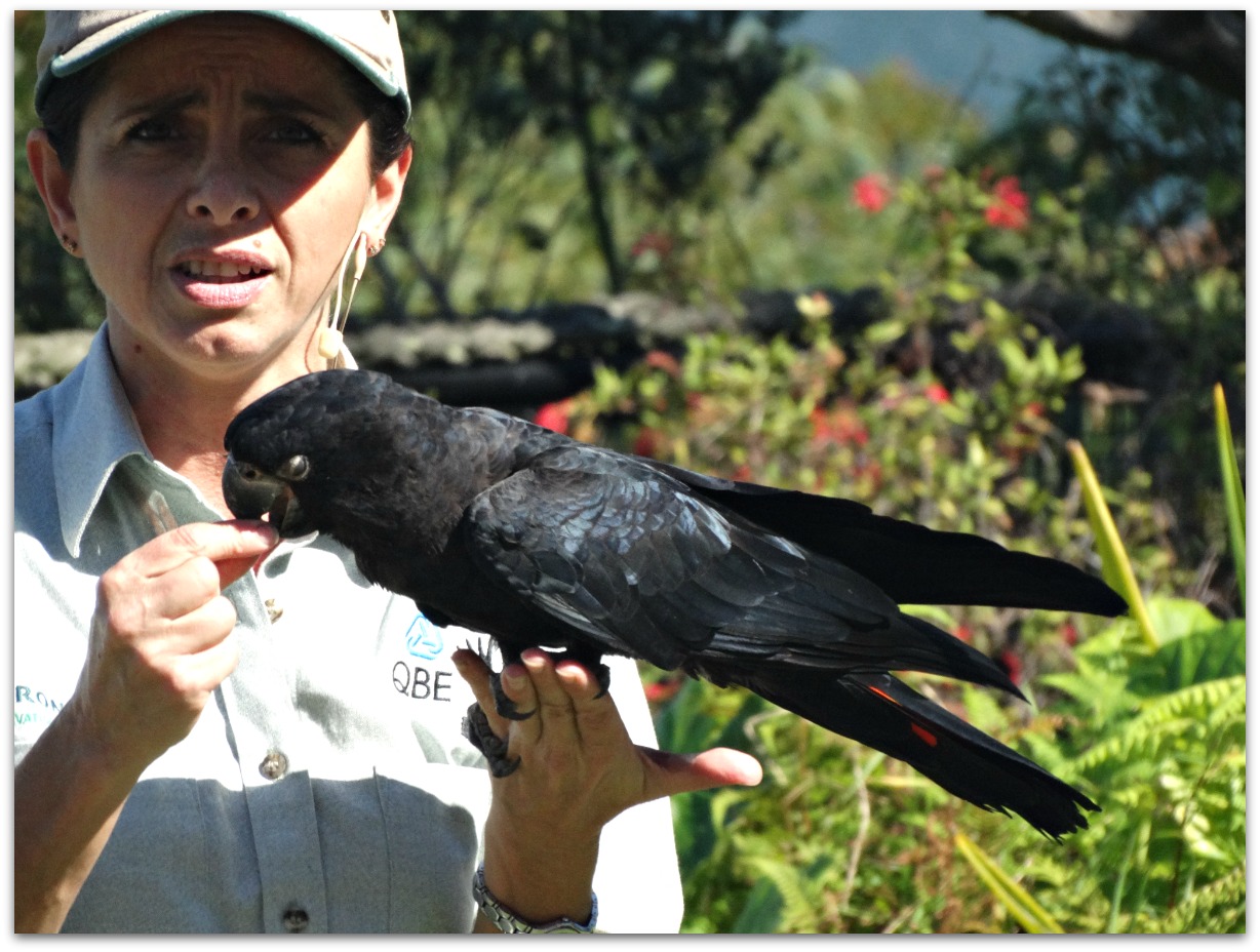Snap Happy Birding: Free flight bird show at Taronga Zoo, Sydney