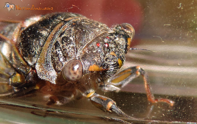 NaturAranjuez: Cicadidae - CHICHARRA