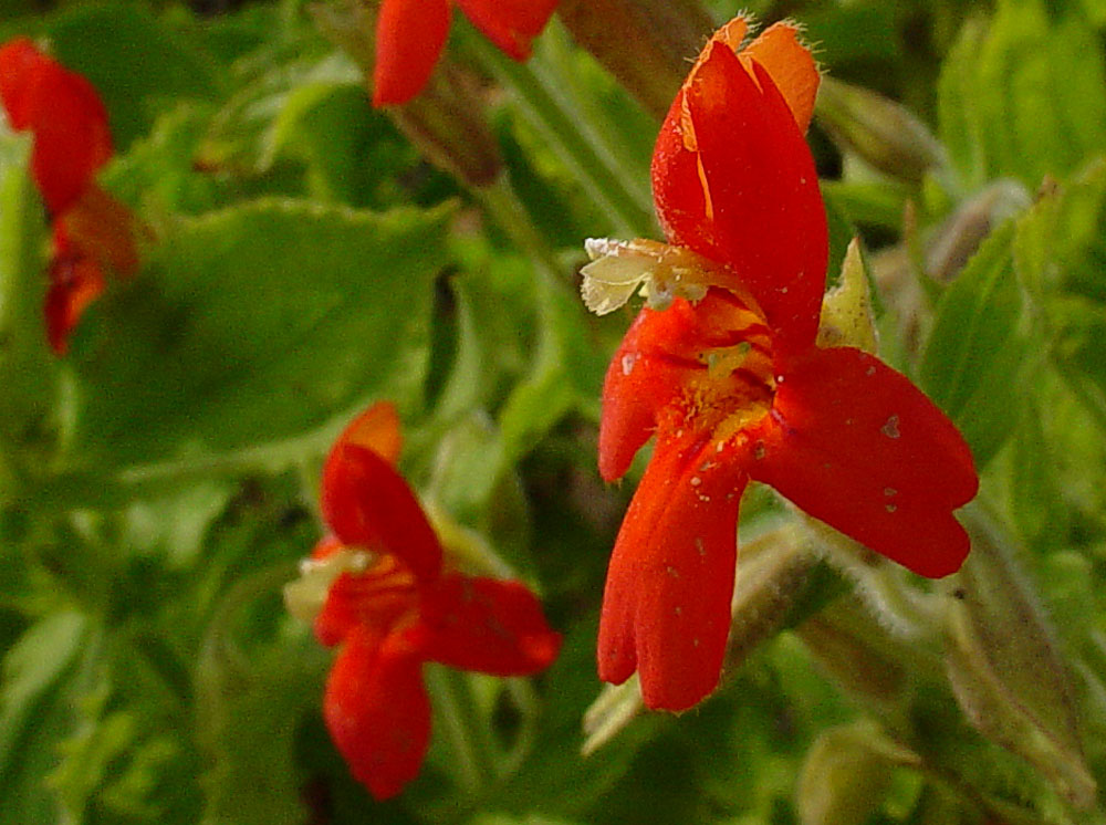 Mother Nature's Backyard - A Water-wise Garden: Plant of the Month (October) : Scarlet ...