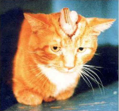 An Alternatives to Animal Testing | Facts of Animal Testing