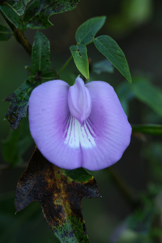 Native Florida Wildflowers: Spurred Butterfly Pea - Centrosema virginianum