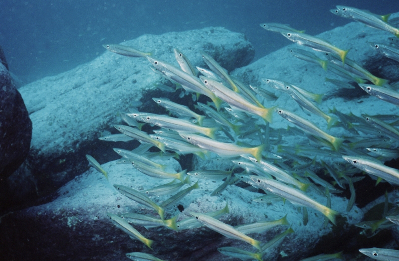 AQUATICHYK: LONG-FINNED PIKE / Dinolestes lewini