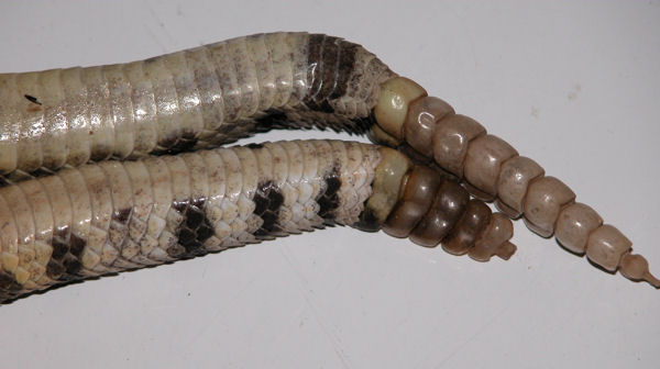 welcome: Bagaimana dan Mengapa Ular Derik "berderik"?