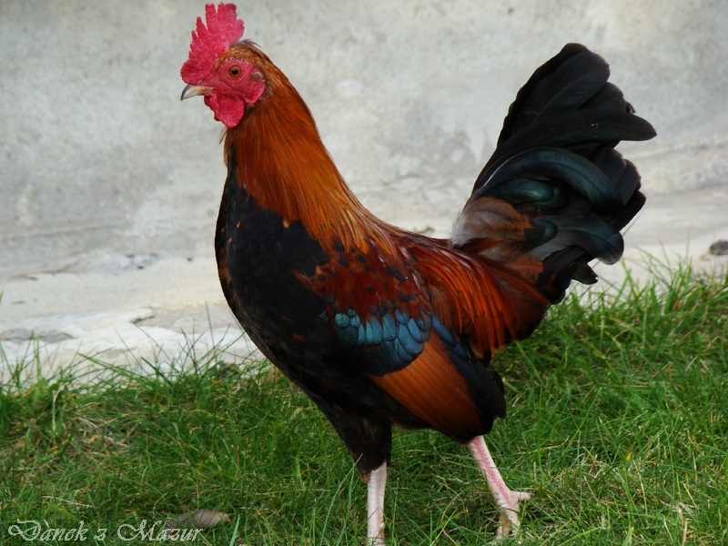 przyroda na mazurach: Polskie rasy kur