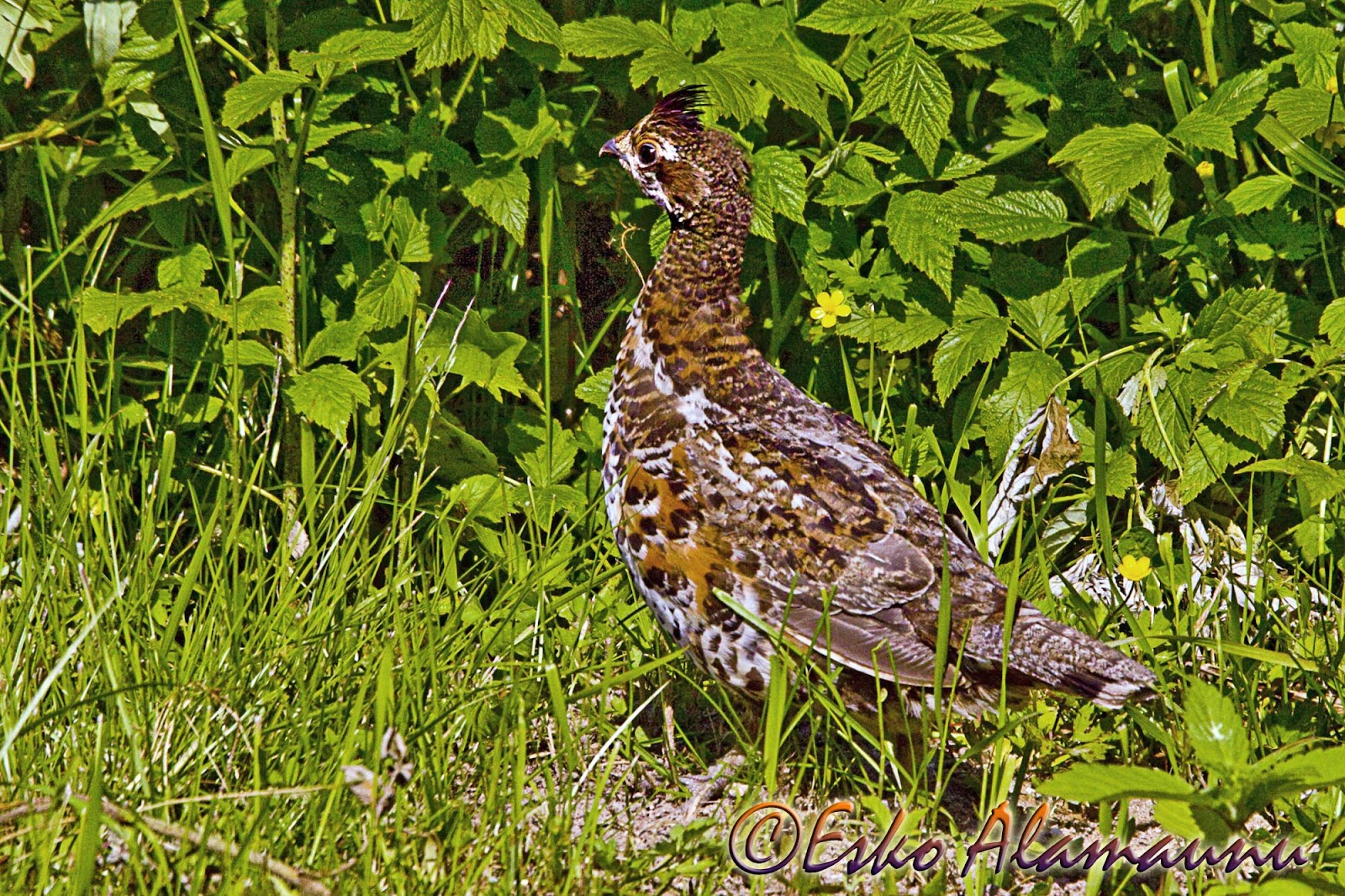 Eko-Kuvia: *PYY - PARI...*