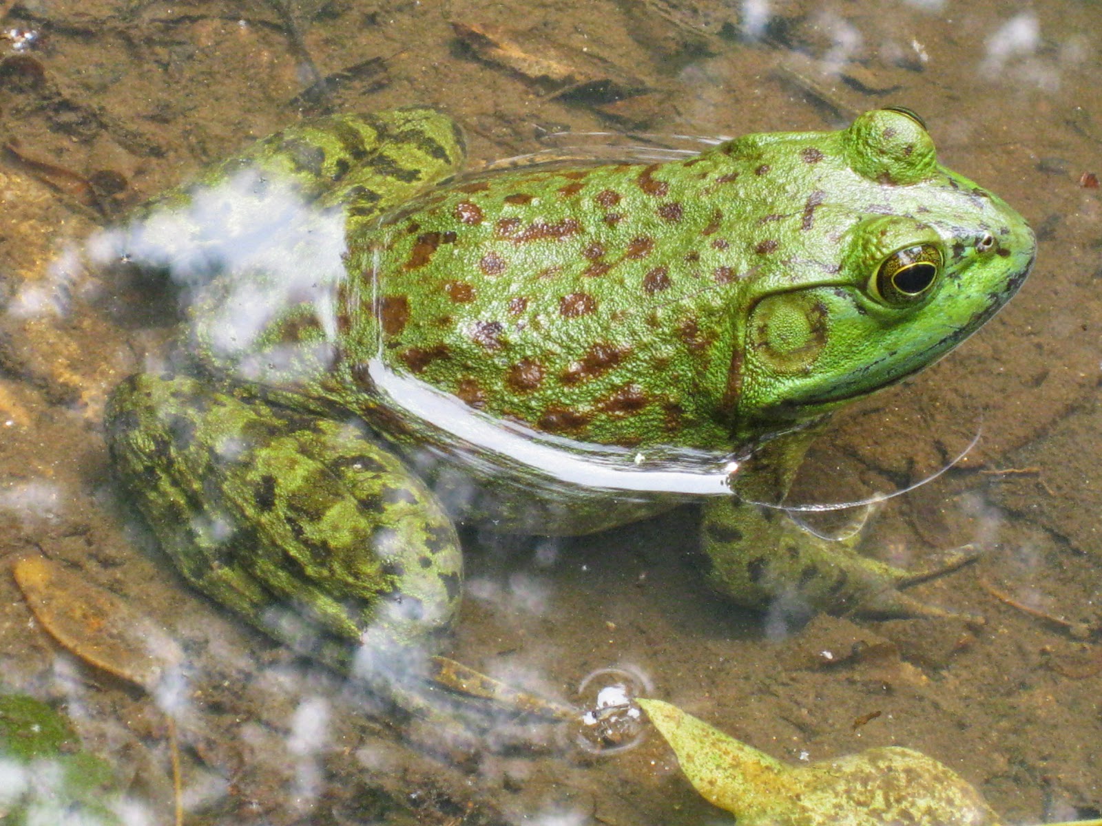 Capital Naturalist by Alonso Abugattas: American Bullfrog