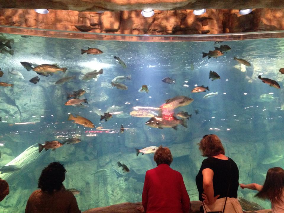 Born And Raised In The South...,: Memphis Bass Pro Shop In The Pyramid