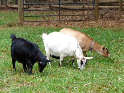 5 Acres & A Dream: Random Goat Shots