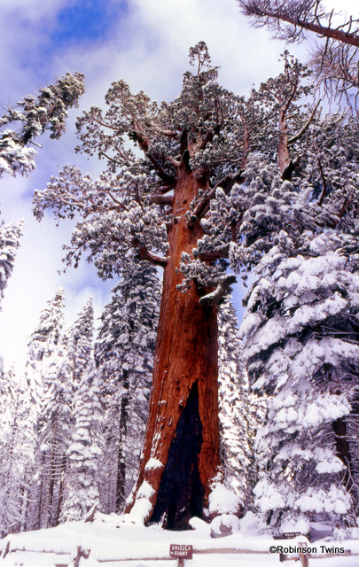 Robinson Twins Photo Gallery: Yosemite's Grizzly Giant sequoia