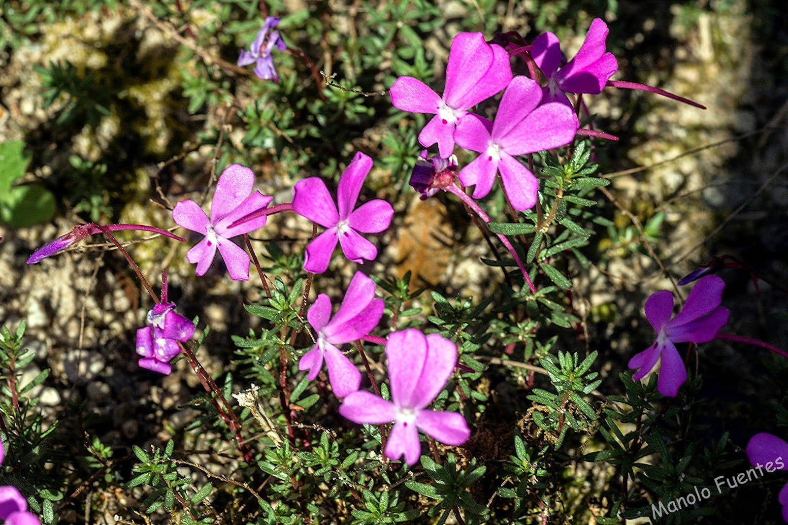 Plantas vasculares de Andalucía: junio 2014