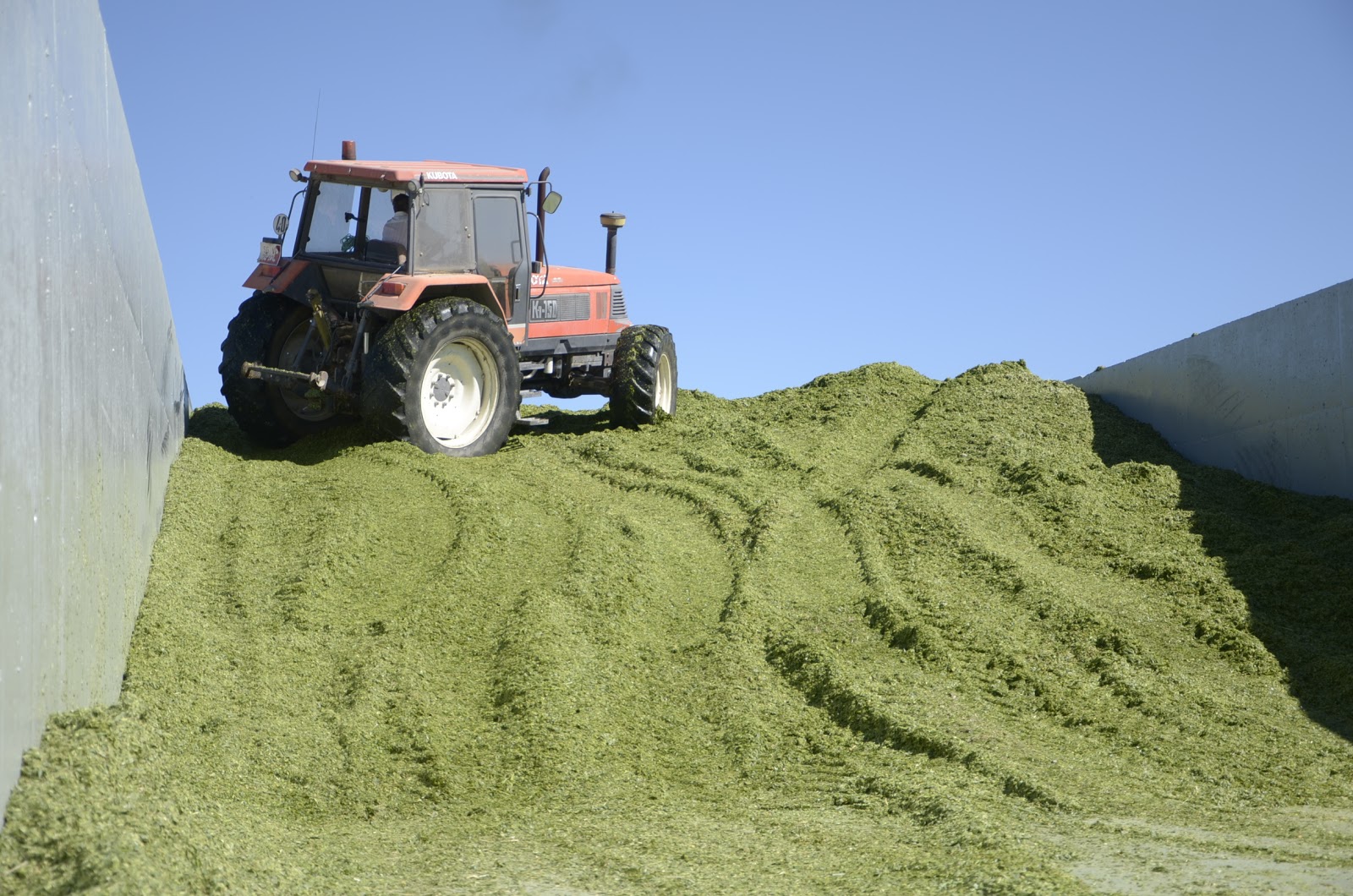 Ensiling Sorghum: chopping, transport and pressing