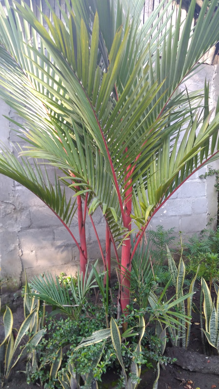 Informasi Tanaman Palem Merah - SainsKomputer