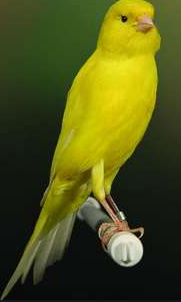 Gambar Burung Kenari Warna Kuning Lucu | Gambar Foto Burung Kenari ...