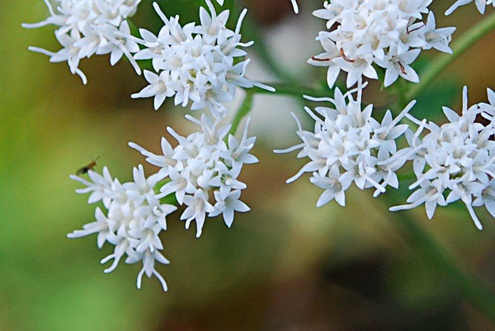 Space Coast Wildflowers: Tosohatchee WMA, November 17, 2011