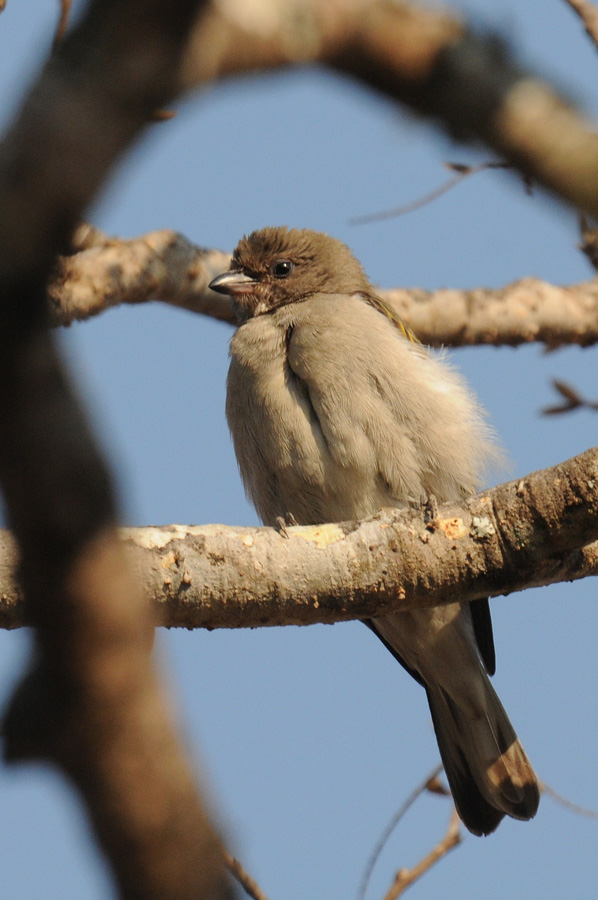 Birding and Bird Ringing in Zimbabwe: Birding in Marondera