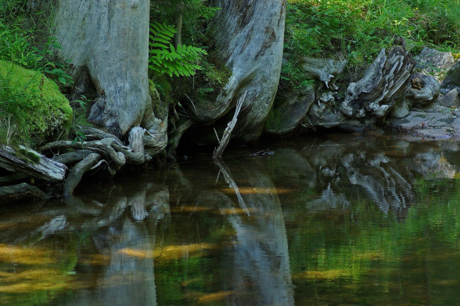Hiking in Maine with Kelley: 8/23/11 Jordan Stream - Little Harbor Brook