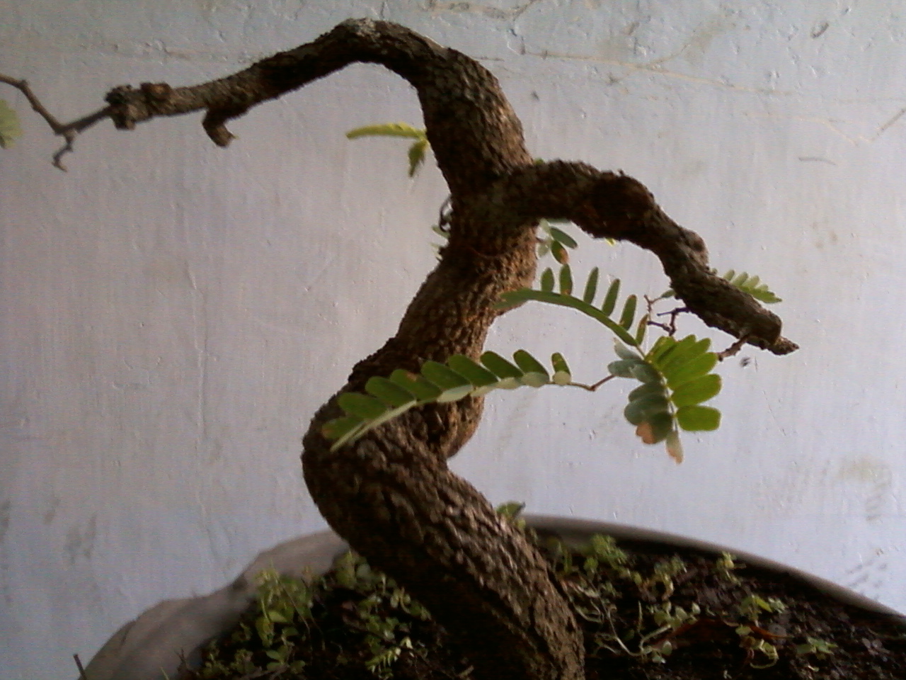 MUSTIKA AJI: Koleksi Bonsai Asem Jawa 2