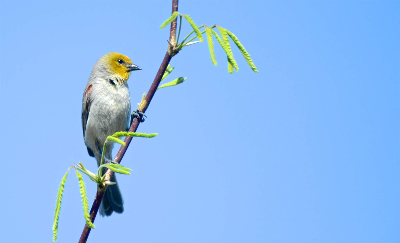 Verdin