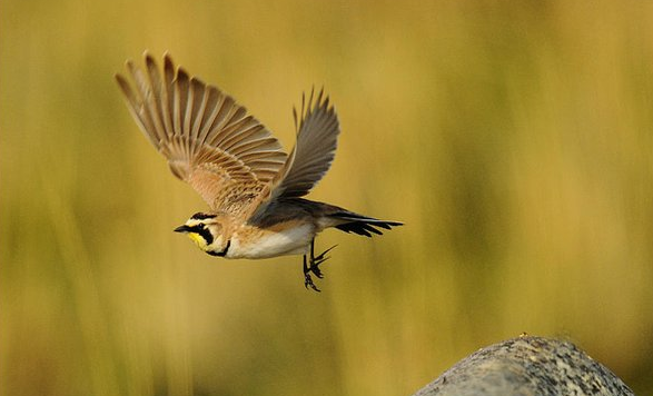 Our Lady of Mount Carmel, Mill Valley: Easter Wings (George Herbert)