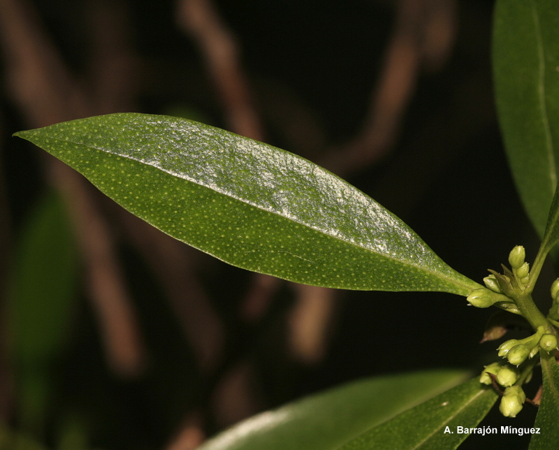 Naturaleza Viva: Myoporum laetum G. Forst. Fam: Myoporaceae