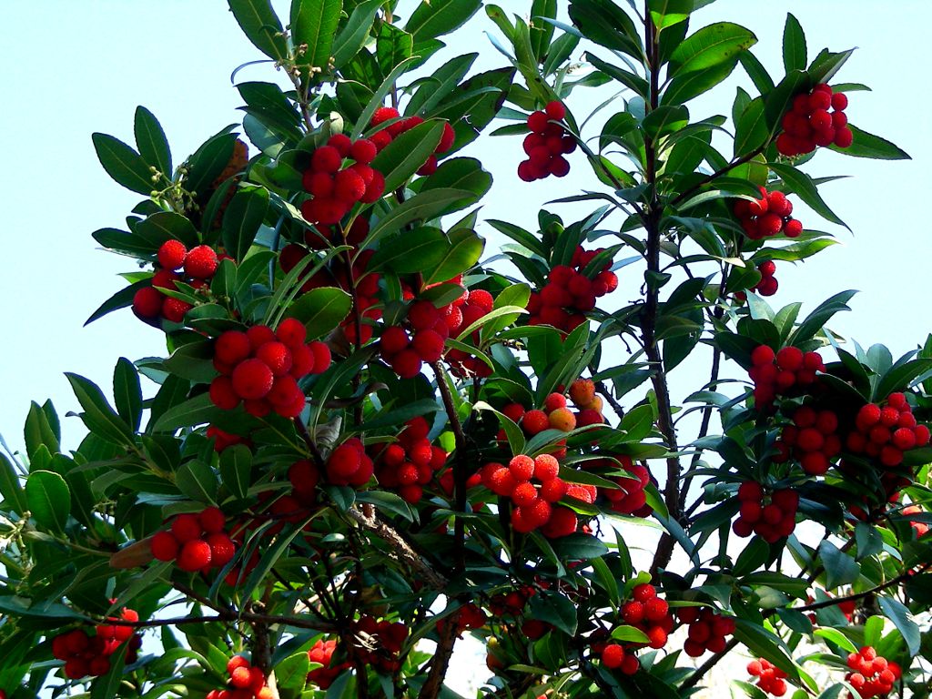 Arbutus Flower - Natural Beauty