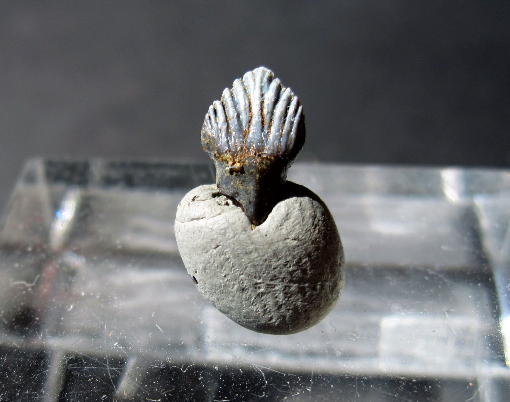 solitary dog sculptor: Fossils - Fosiles: Dinosaur Teeth - Dientes de ...