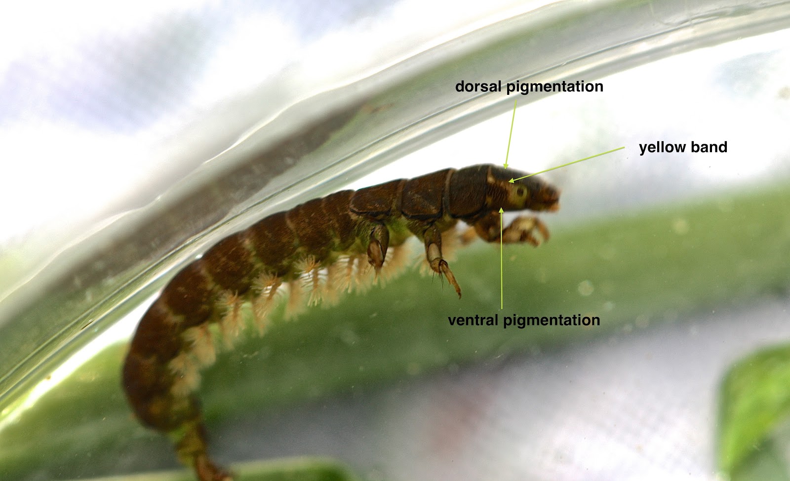Aquatic Insects of Central Virginia: Hydropsyche venularis: The Common ...