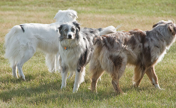 Dog Portrait Photography: Three Spanish Shepherds - Cool