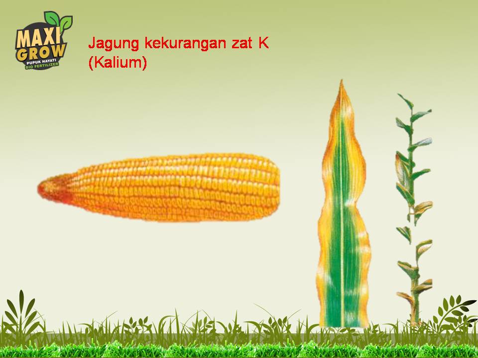 MaxiGrow Plus: Cara Cerdas Memanfaatkan Limbah Kolam Ikan untuk ...