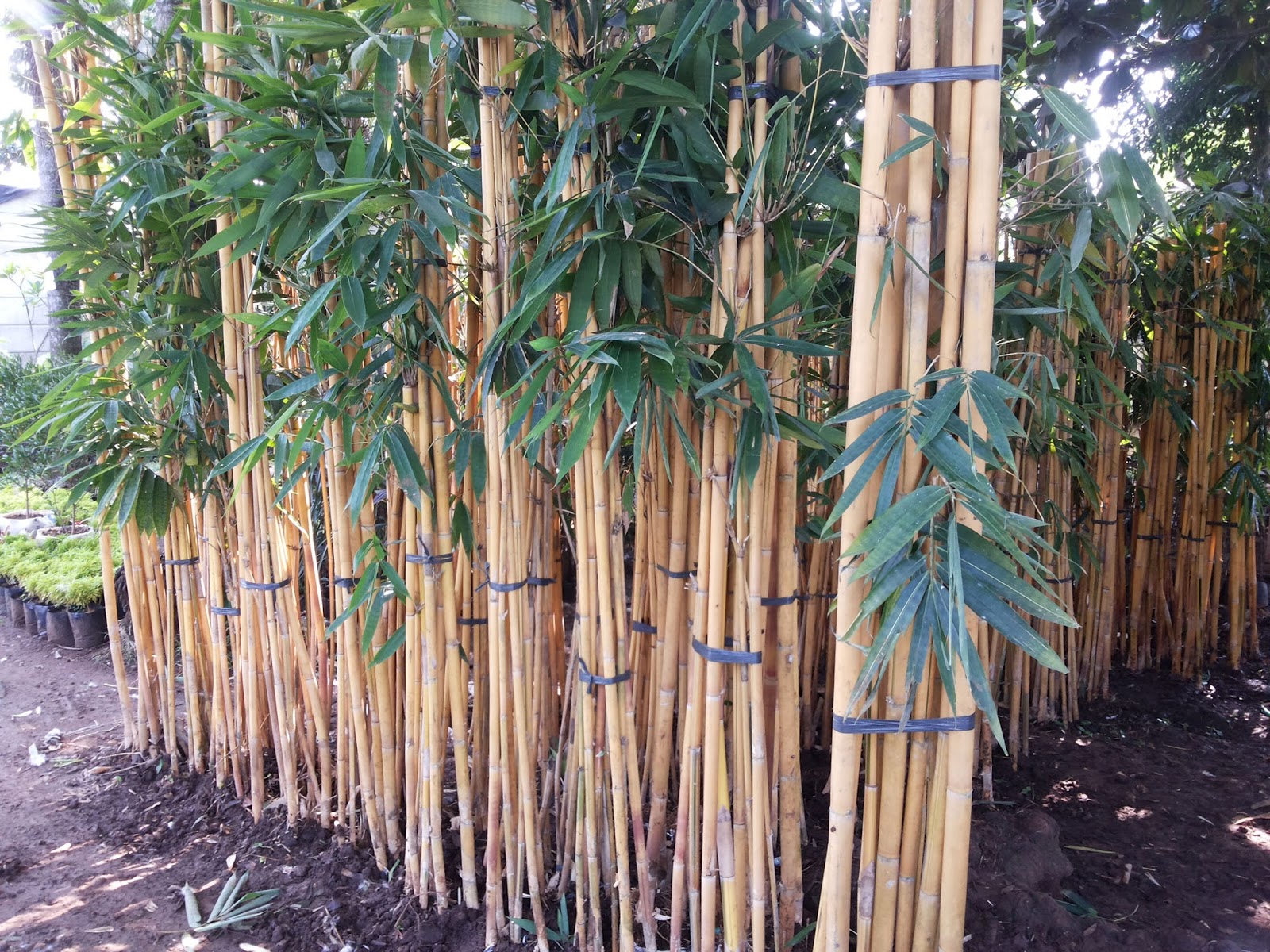 MITRA TAMAN: jual pohon bambu jepang | tukang bambu kuning