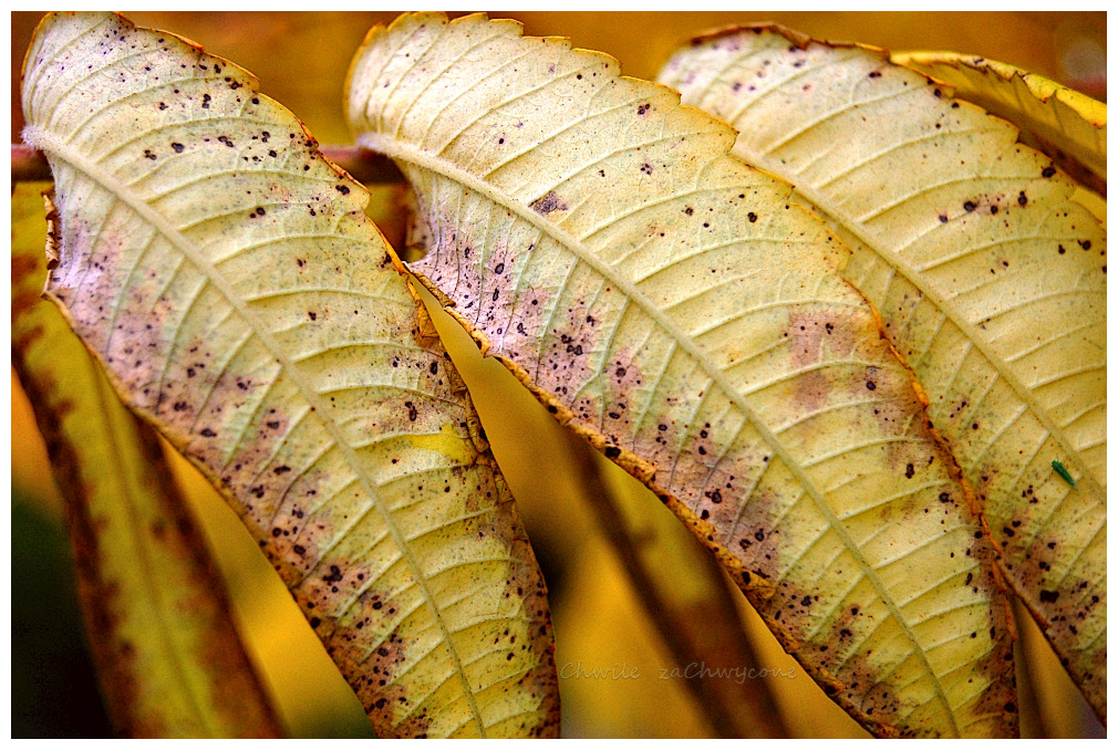 Chwile zaChwycone: Jesienne sumaki