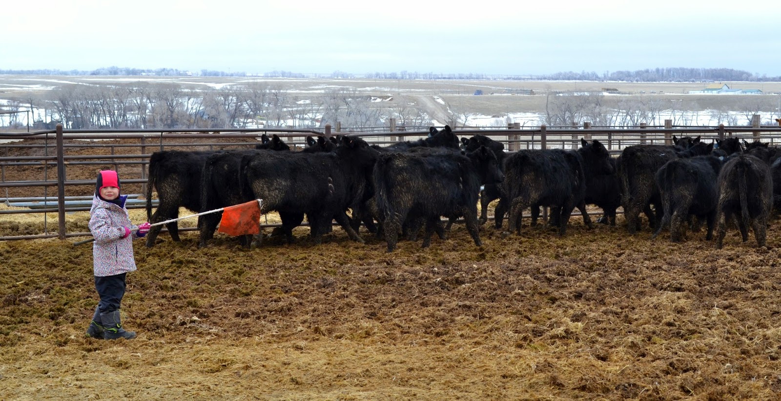 Because you only live once...: Working cows...