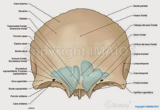Morfofunción: Cabeza y cuello: Frontal