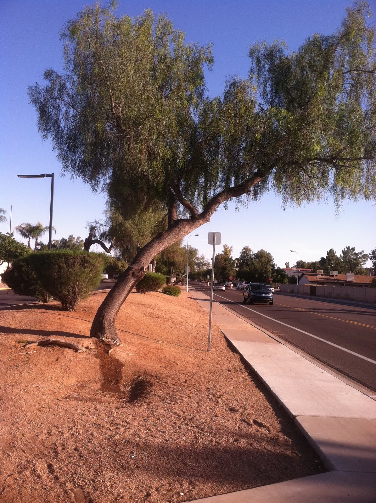 Arizona Landscaping: TREES TO AVOID IN PHOENIX LANDSCAPES ENTRY #1.