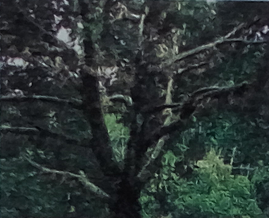 Durian Info: Pollination of Durian Flowers