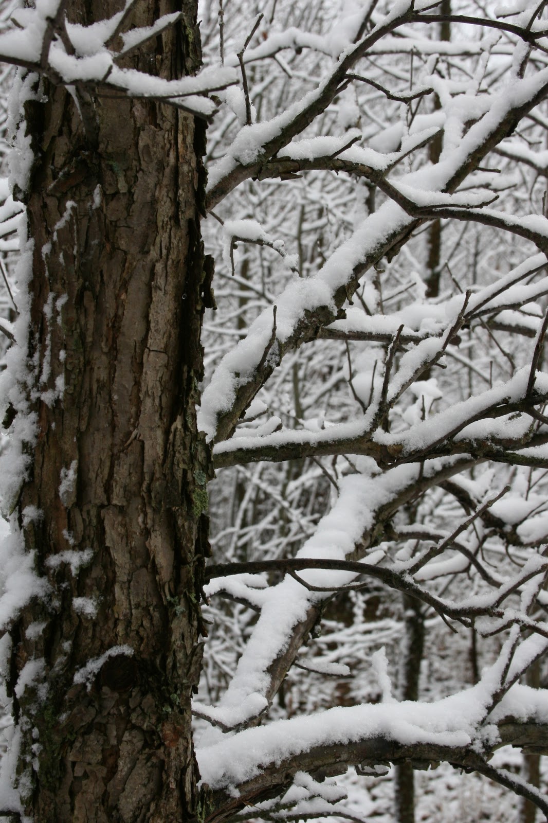 Isabella Conservation District Environmental Education Program: Photos ...