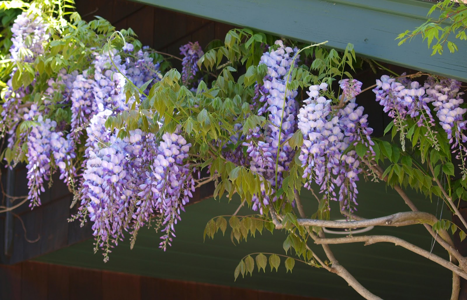 Cat Patches: The May Garden