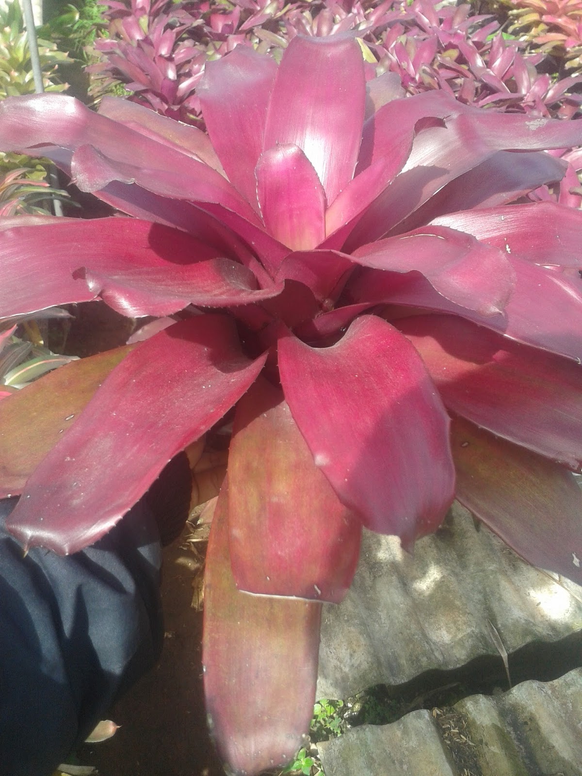 JUAL TANAMAN HIAS BROMELIA | KOLEKSI TANAMAN BROMELIA