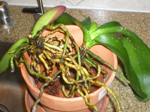 Manfaat & Fungsi Akar Bunga Anggrek untuk Kesehatan - kesehatanpedia