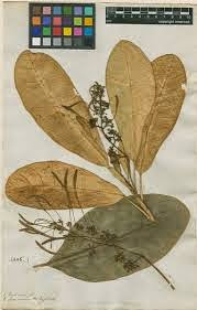 Flora de Puerto Rico Ilustrada Papo Vives: EUPHORBIACEAE OMPHALEA ...