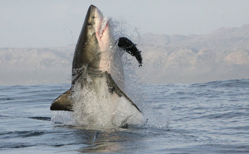 All About Animal Wildlife Bull Shark Information And Images photos all-about-animal-wildlife-bull-shark-information-and-images-photos