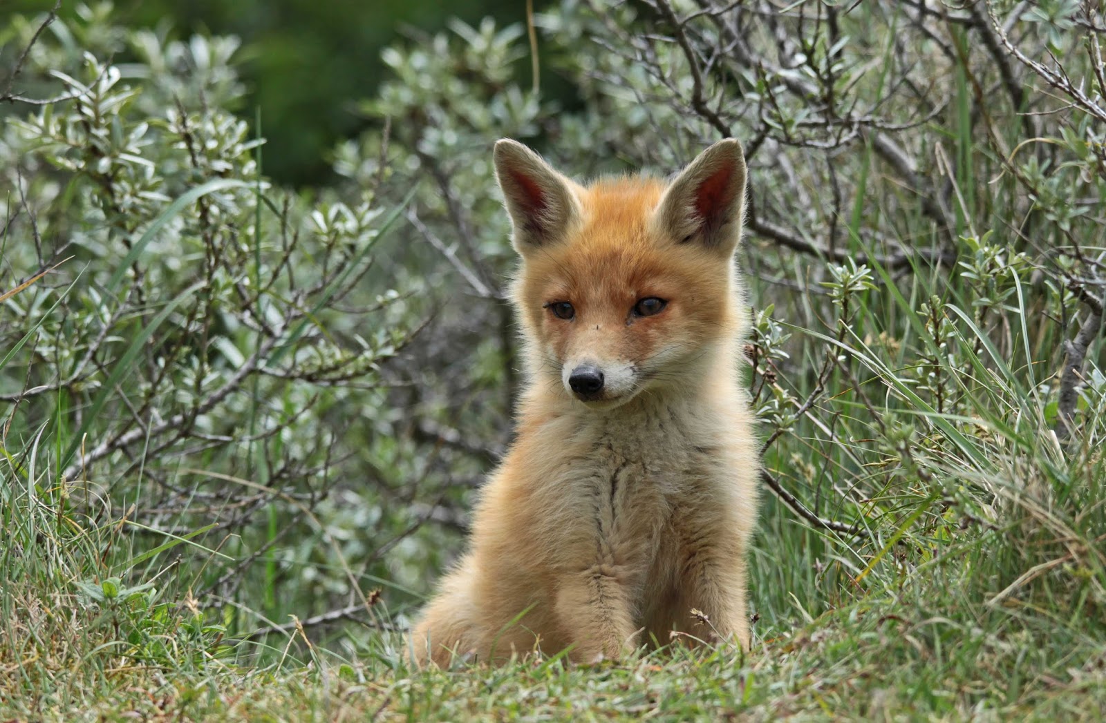 DOMMELVOS NATUURFOTOGRAFIE: Vosjes: een terugblik
