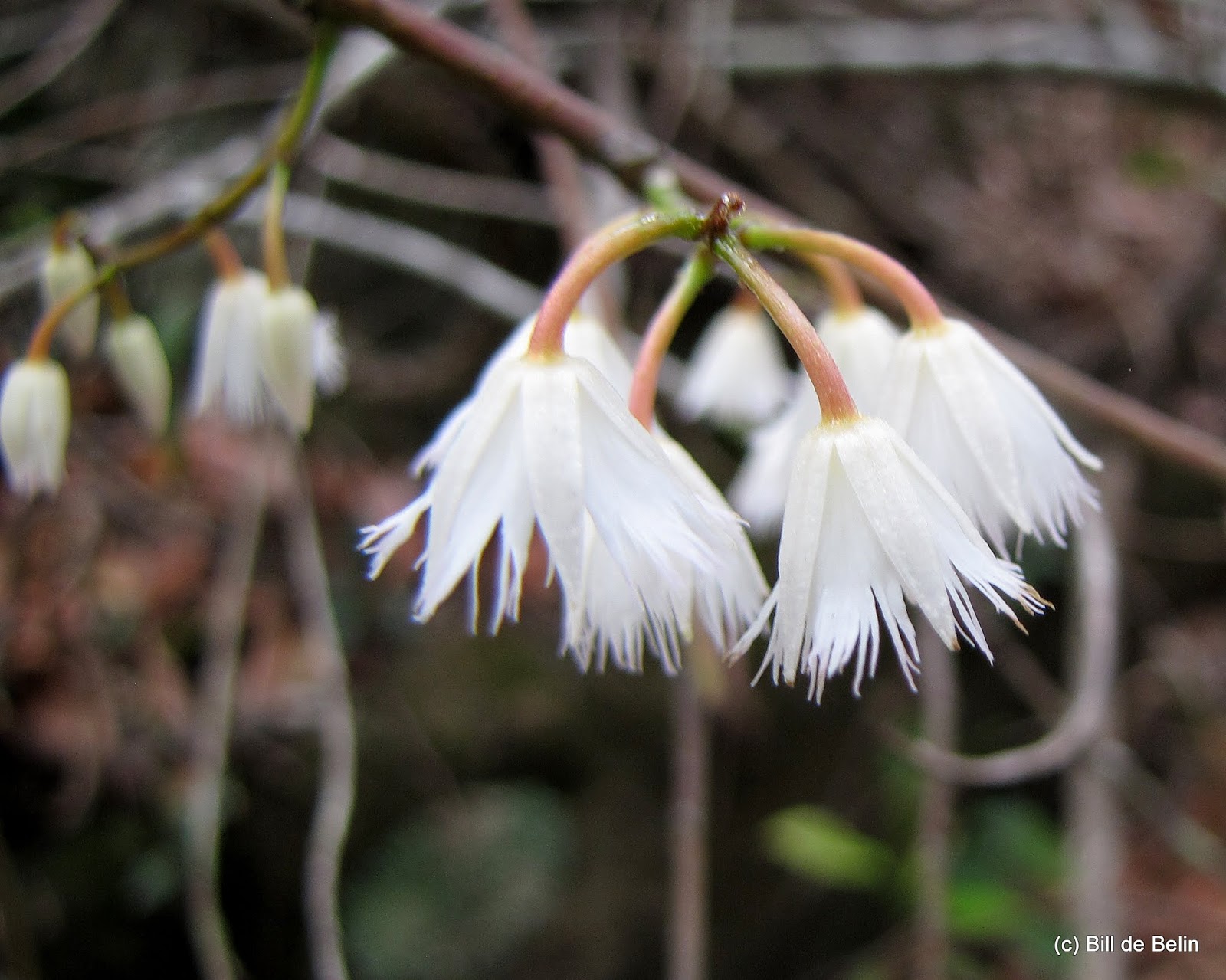 Sydney's Wildflowers and Native Plants: Elaeocarpus reticulatus ...