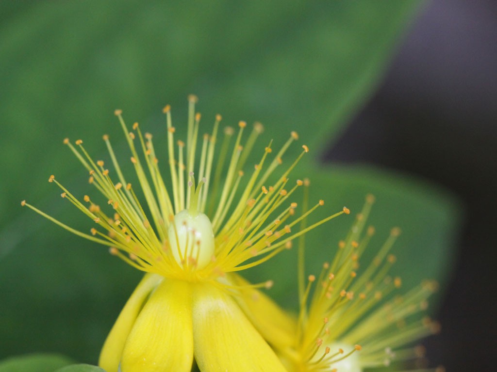 Flower Blooming and Paraganam