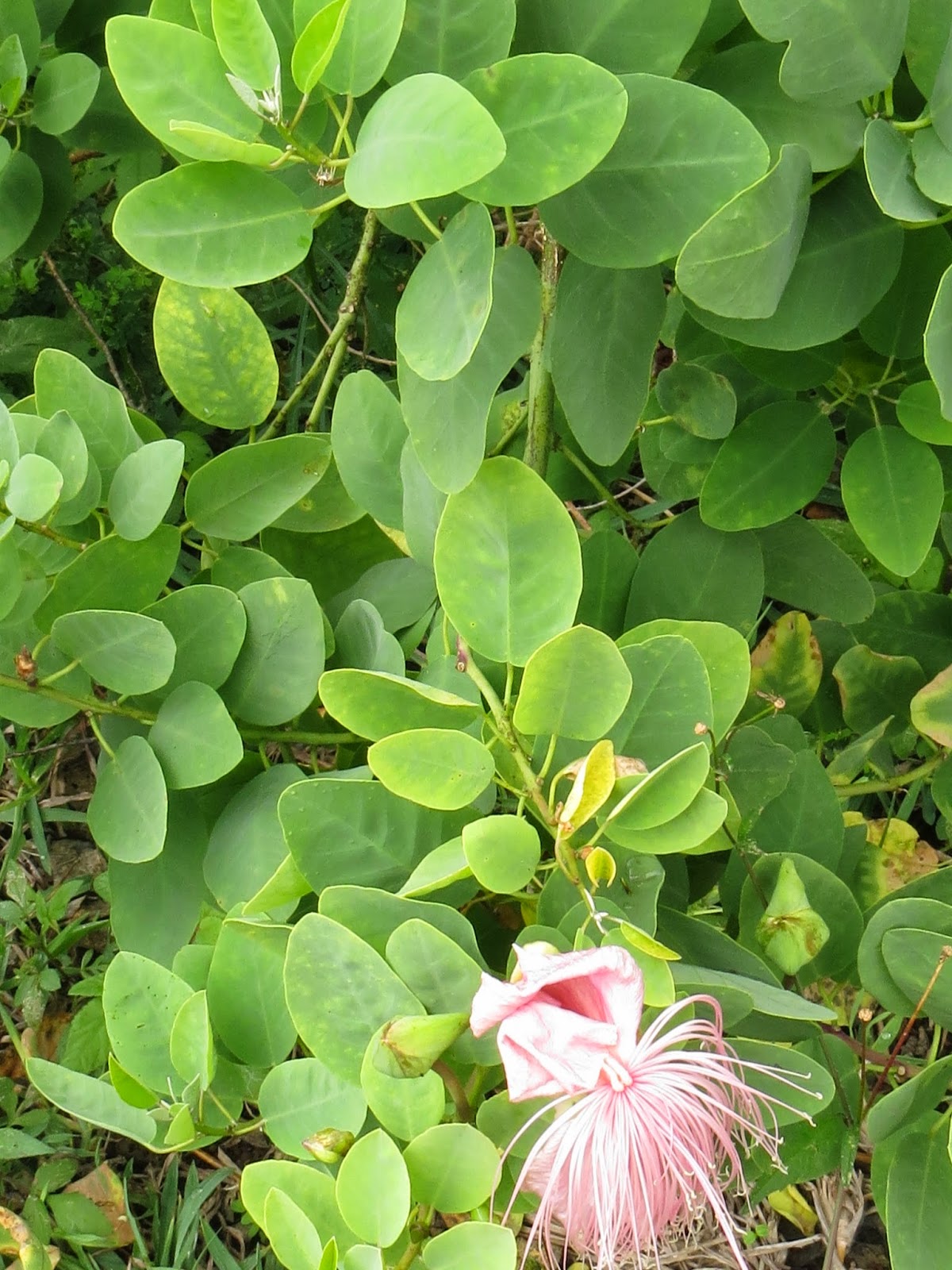 Let's Go! Native Plants, Hawai'ian Style