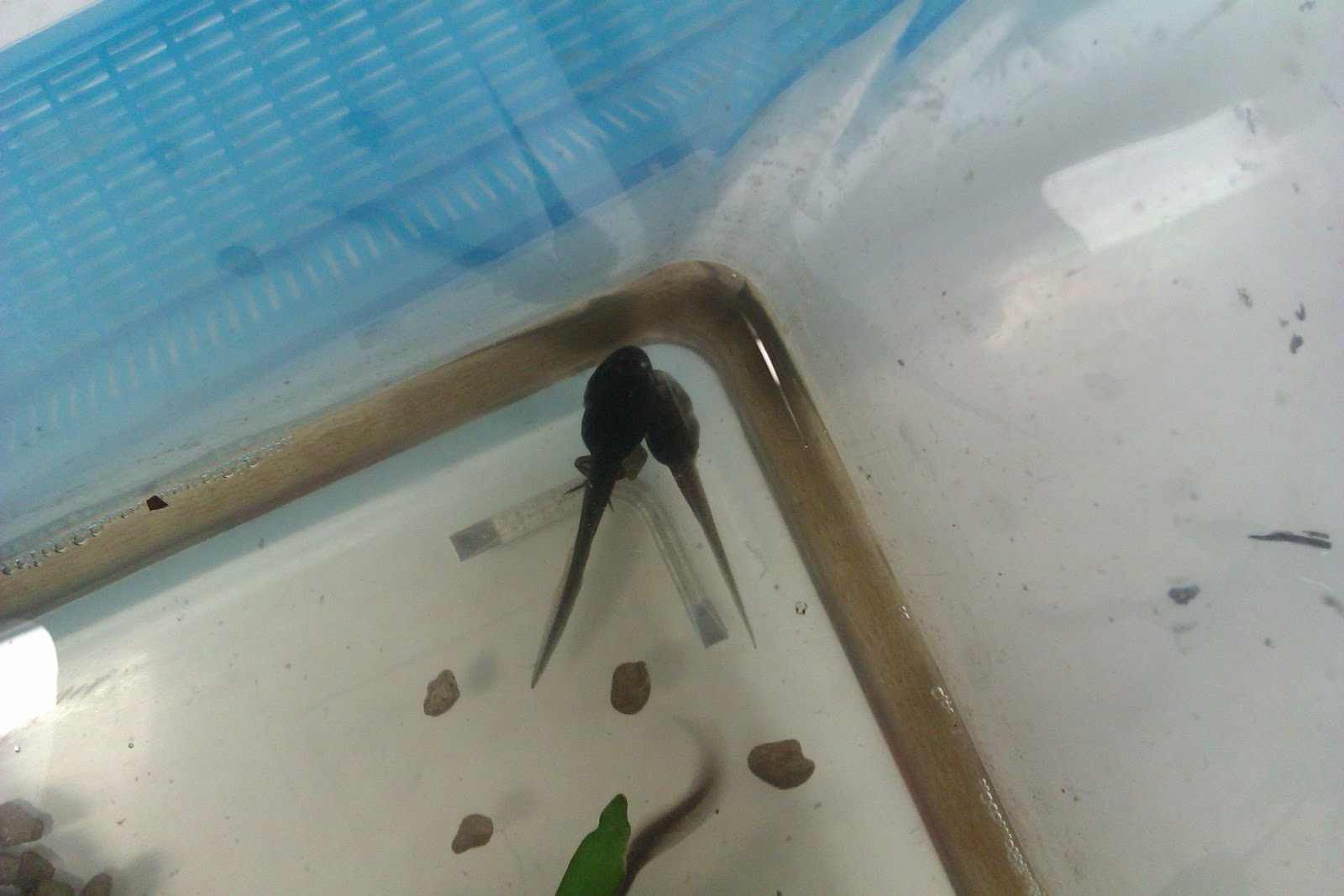 ACT Frogwatch Tadpole Kits