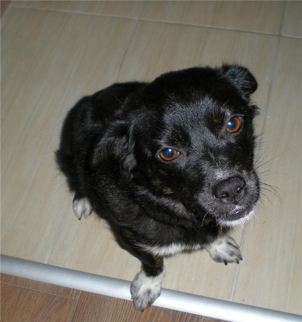 Donez caine: Donez metis pechinez