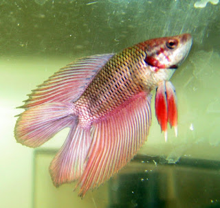 Betta Splendens - Variations ~ Nice Betta